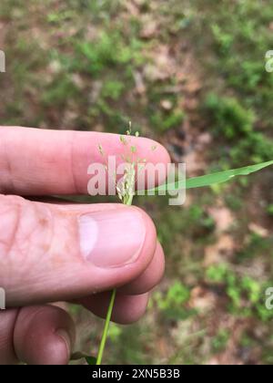 variable witchgrass (Dichanthelium commutatum) Plantae Stock Photo - Alamy