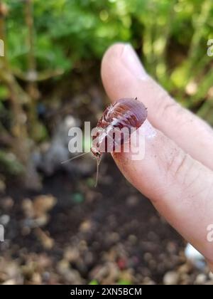 Surinam Cockroach (Pycnoscelus surinamensis) Insecta Stock Photo - Alamy