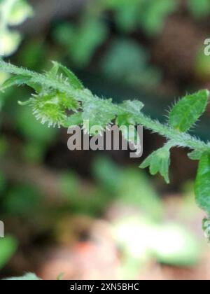 virginia stickseed (Hackelia virginiana) Plantae Stock Photo - Alamy