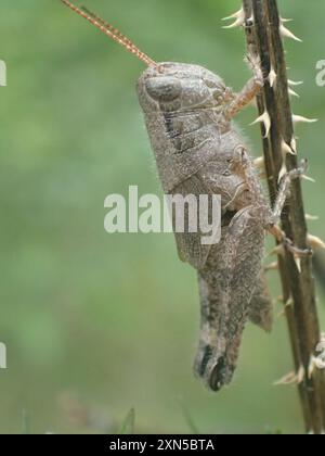 Spur-throated Grasshoppers (Melanoplinae) Insecta Stock Photo - Alamy