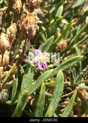 Saltmarsh Sand Spurry (Spergularia marina) Plantae Stock Photo - Alamy