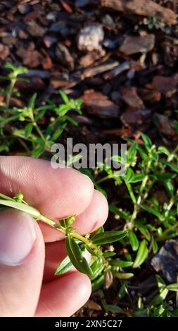 Old World Diamond Flower (Oldenlandia corymbosa) Plantae Stock Photo ...