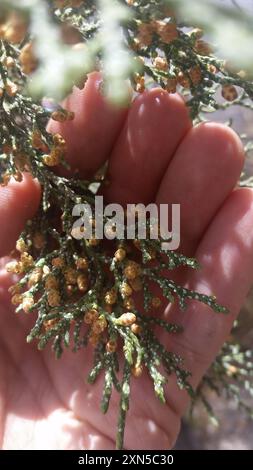 alligator juniper (Juniperus deppeana) Plantae Stock Photo - Alamy