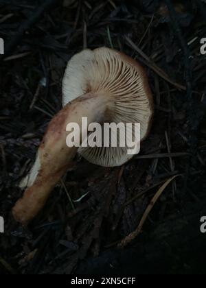 Candy Cap (Lactarius rubidus) Fungi Stock Photo - Alamy