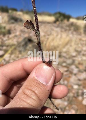 desert rosemallow (Hibiscus coulteri) Plantae Stock Photo - Alamy