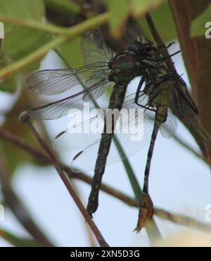 Cyrano Darner (Nasiaeschna pentacantha) Insecta Stock Photo - Alamy