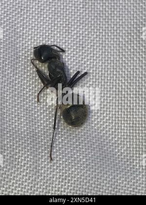 Eastern Black Carpenter Ant (Camponotus pennsylvanicus) Insecta Stock ...