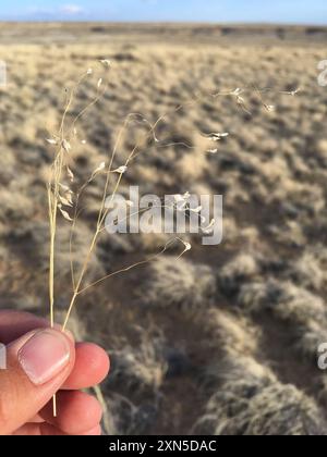 Sand Ricegrass (Eriocoma hymenoides), Plantae, Custer Gallatin National ...