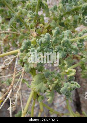 thickleaf rockdaisy (Perityle crassifolia) Plantae Stock Photo - Alamy