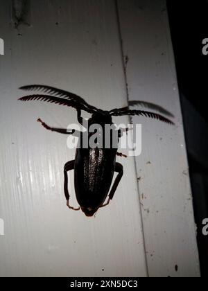 Tile-horned Prionus (Prionus imbricornis), Insecta, Murrells Inlet, SC ...