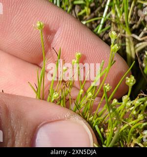 Tiny Mousetail (Myosurus minimus) Plantae Stock Photo - Alamy