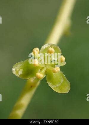 Petawali (Tinospora crispa) Plantae Stock Photo - Alamy
