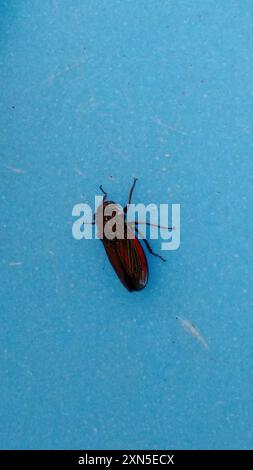 Striped Leafhopper (Cuerna striata) Insecta Stock Photo - Alamy