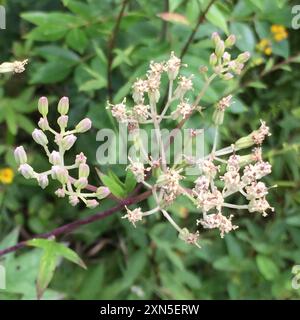 pale Indian plantain (Arnoglossum atriplicifolium) Plantae Stock Photo ...