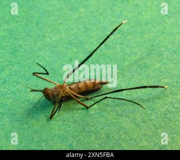 White-footed Woods Mosquito (Psorophora ferox) Insecta Stock Photo - Alamy