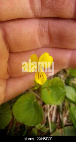 Twoflower Violet (Viola biflora) Plantae Stock Photo - Alamy