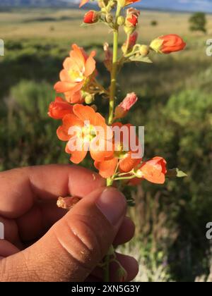 Fendler's Globemallow (Sphaeralcea fendleri) Plantae Stock Photo - Alamy
