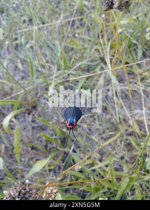 White-margined Ctenucha Moth (Ctenucha multifaria Stock Photo - Alamy