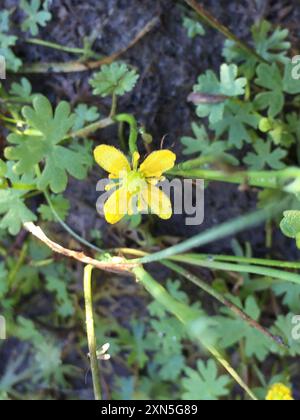 Ranunculus gmelinii Ranunculus gmelinii Stock Photo - Alamy