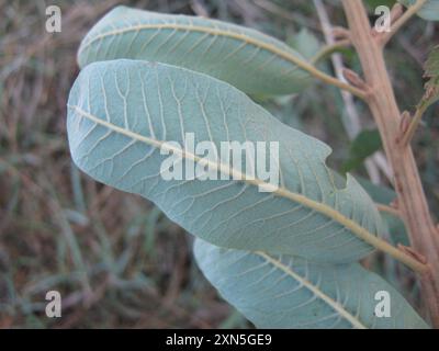 Jacket plum (Pappea capensis) Plantae Stock Photo - Alamy
