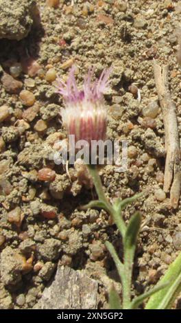 Dwarf Sage (Litogyne gariepina) Plantae Stock Photo - Alamy