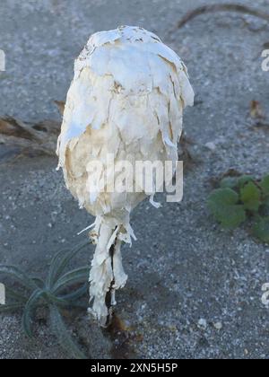 Desert Shaggymane (Podaxis pistillaris) Fungi Stock Photo - Alamy