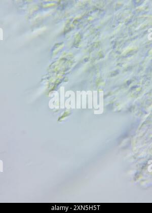 Smoky Spindles (Clavaria fumosa) Fungi Stock Photo - Alamy