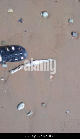 Needlefishes (Belonidae) Actinopterygii Stock Photo - Alamy