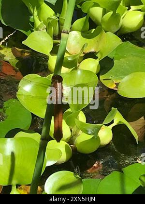 Neon Skimmer (Libellula croceipennis) Insecta Stock Photo - Alamy