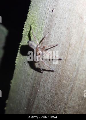 (Intruda signata) Arachnida Stock Photo - Alamy