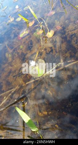 little floatingheart (Nymphoides cordata) Plantae Stock Photo - Alamy