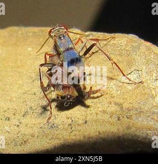 Mud-nesting Spider Wasps (Ageniellini) Insecta Stock Photo - Alamy