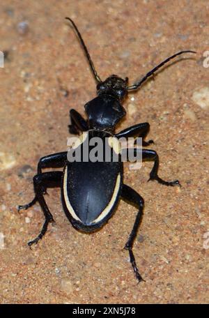 Twospot Ground Beetle (Anthia omoplata) Insecta Stock Photo - Alamy