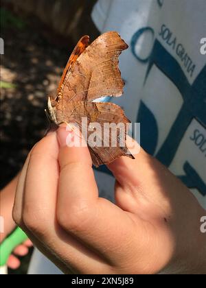 Question Mark (Polygonia interrogationis) Insecta Stock Photo - Alamy