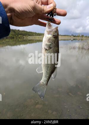 Largemouth Bass (Micropterus nigricans) Actinopterygii Stock Photo - Alamy