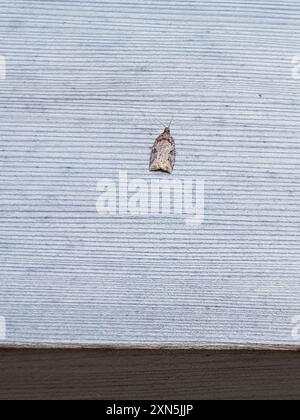 Tortricine Leafroller Moths (Tortricinae) Insecta Stock Photo - Alamy