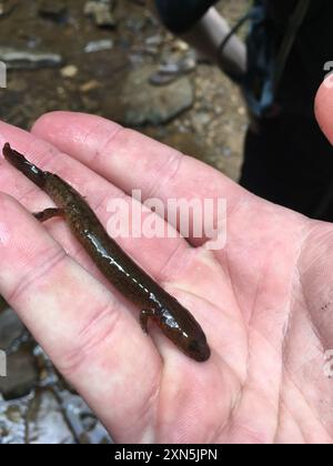Spring Salamander (Gyrinophilus porphyriticus) Amphibia Stock Photo - Alamy