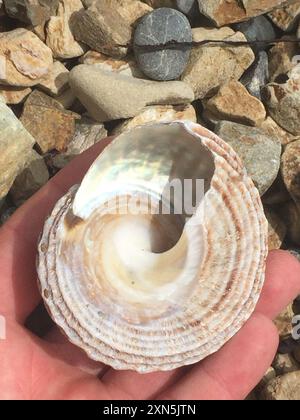 Cook's Turban (Cookia sulcata) Mollusca Stock Photo - Alamy