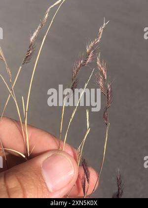 Red Grama (Bouteloua trifida) Plantae Stock Photo - Alamy