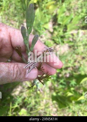 Eastern False Aloe (Manfreda virginica) Plantae Stock Photo - Alamy