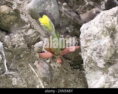 Curveseed Butterwort (Ceratocephala testiculata) Plantae Stock Photo ...