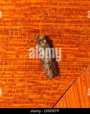 Burrowing Webworm Moths (Acrolophinae) Insecta Stock Photo - Alamy