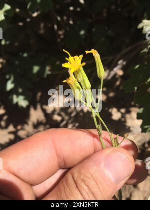 Tapertip Hawksbeard (Crepis acuminata) Plantae Stock Photo - Alamy
