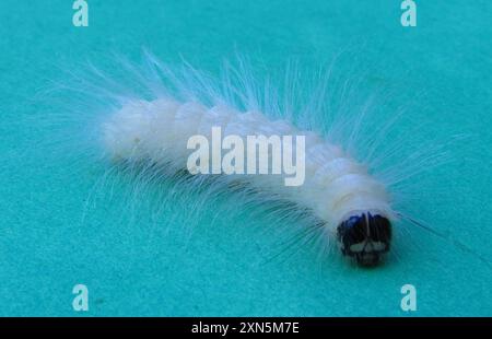 Laugher Moth (Charadra deridens) Insecta Stock Photo - Alamy