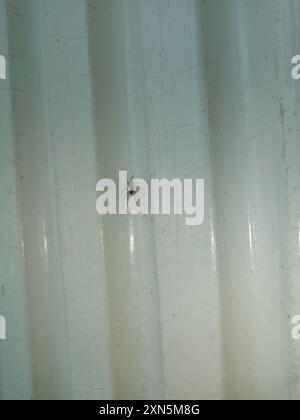 Meshweavers (Dictynidae) Arachnida Stock Photo - Alamy