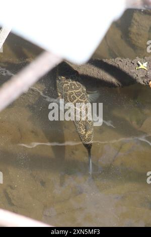 Checkered Puffer (Sphoeroides testudineus) Actinopterygii Stock Photo ...