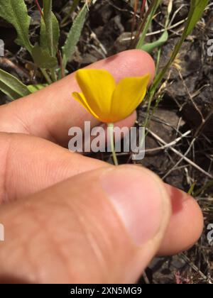 Tufted Poppy (Eschscholzia caespitosa) Plantae Stock Photo - Alamy