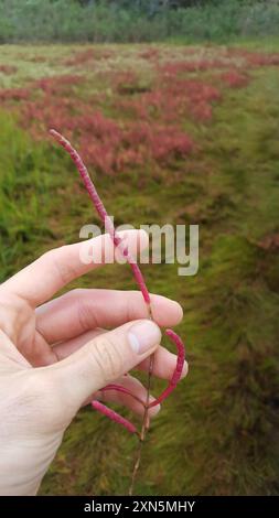 Virginia Glasswort (Salicornia depressa) Plantae Stock Photo - Alamy
