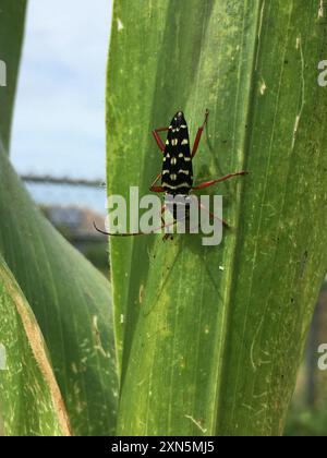 Kiawe Round-headed Borer (Placosternus crinicornis) Insecta Stock Photo ...