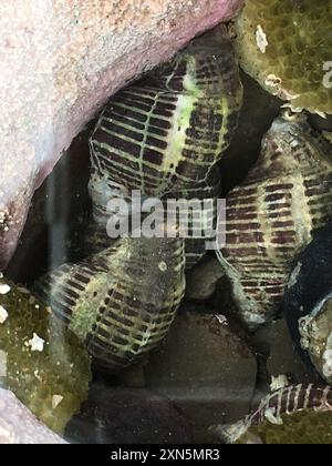 Spotted Unicorn (Acanthinucella punctulata) Mollusca Stock Photo - Alamy